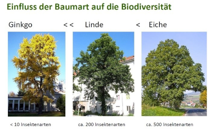 Bäume und Artenvielfalt